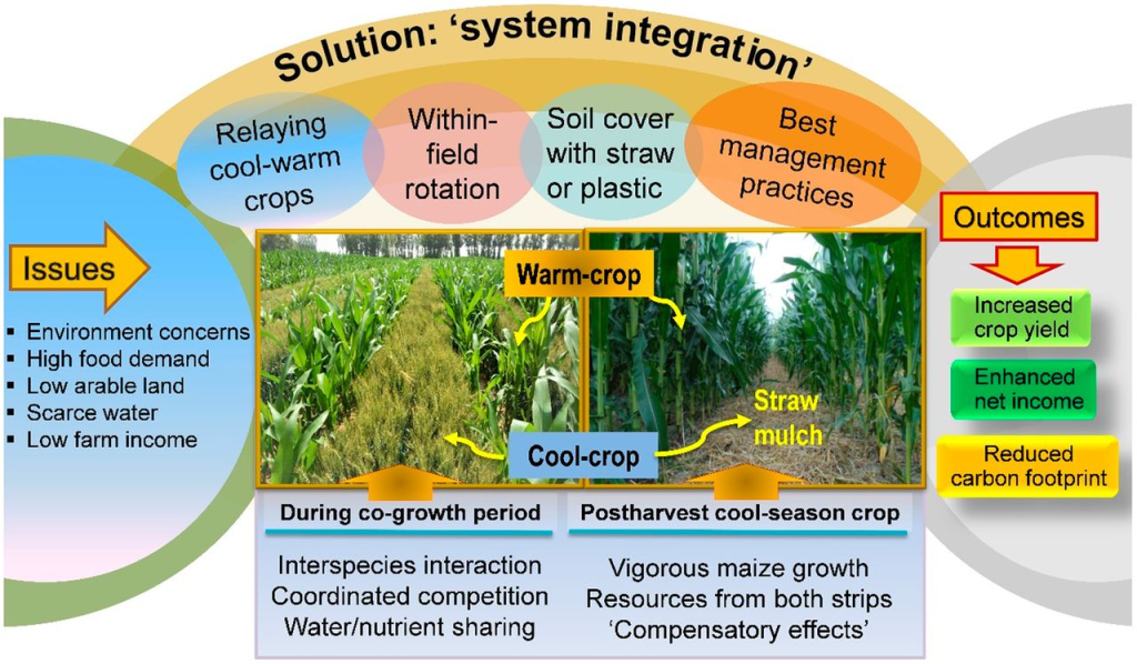 The Role of Intercropping by Using Organic Inputs to Increase the ...