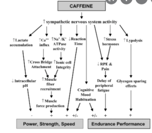 Ergogenic Aids, Supplements, and Doping: Caffeine | Free Essay Examples