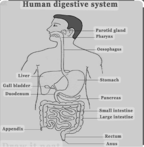 Human Vs. Poultry Digestive Systems | Free Essay Examples